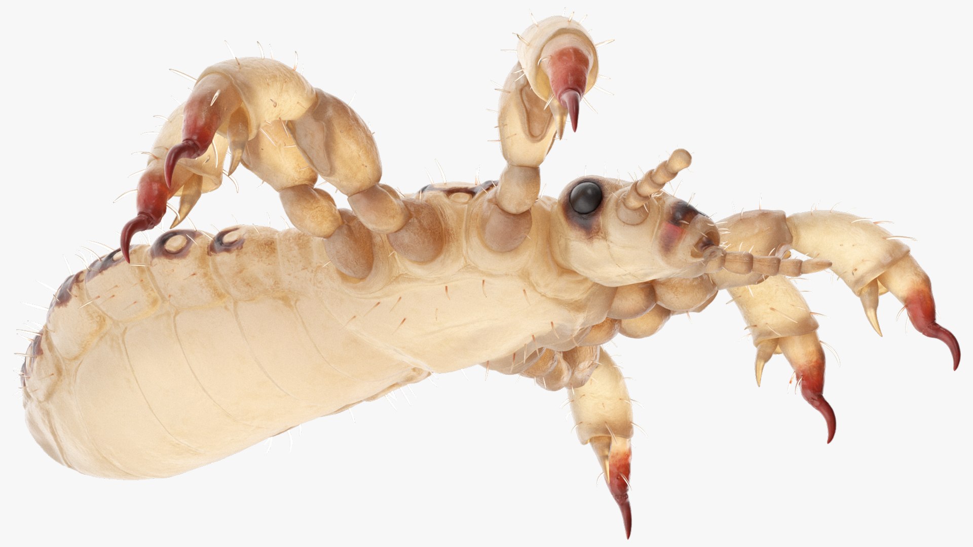 3D Louse White Hiding Pose Model - TurboSquid 2386294