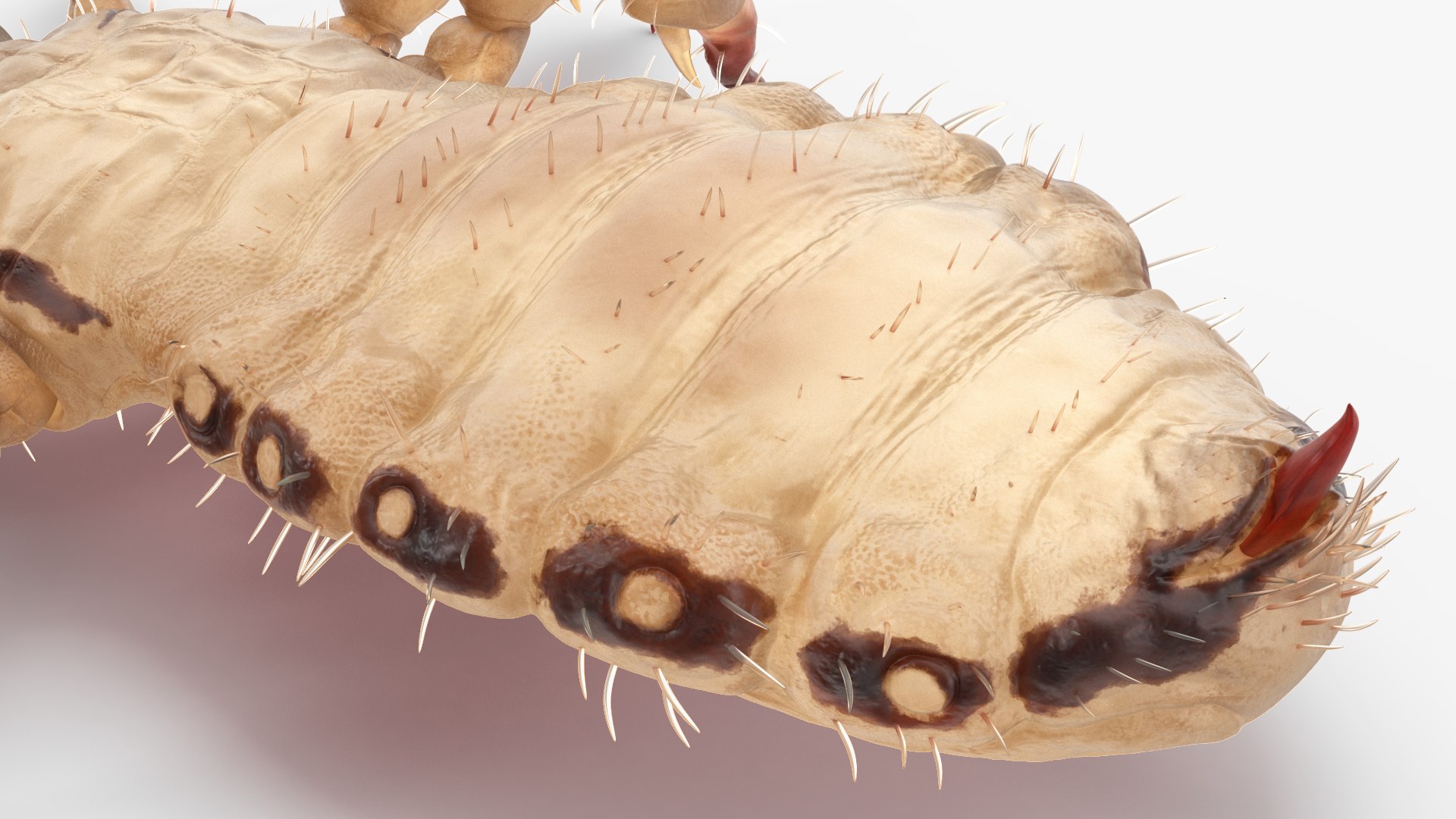 3D Louse White Hiding Pose Model - TurboSquid 2386294