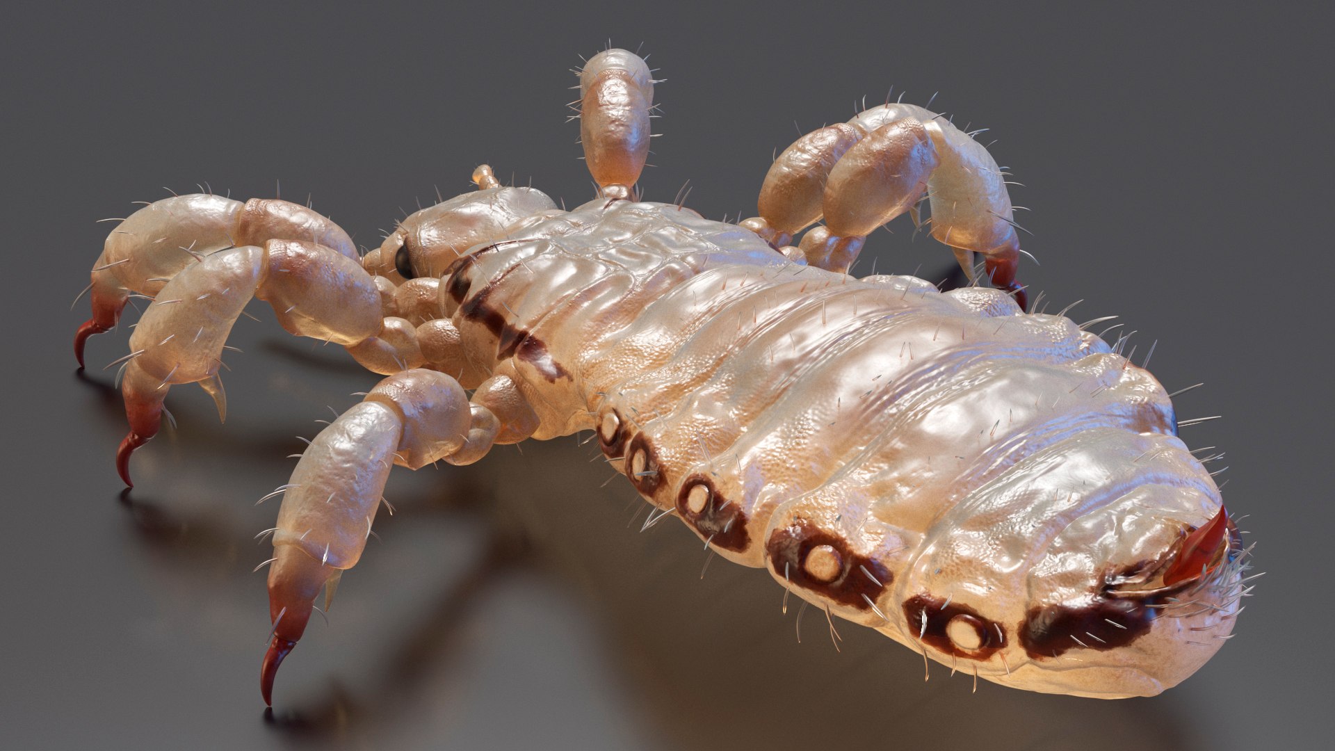 3D Louse White Hiding Pose Model - TurboSquid 2386294