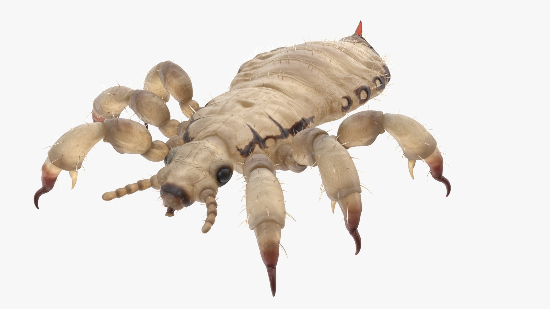 3D Louse White Hiding Pose Model - TurboSquid 2386294