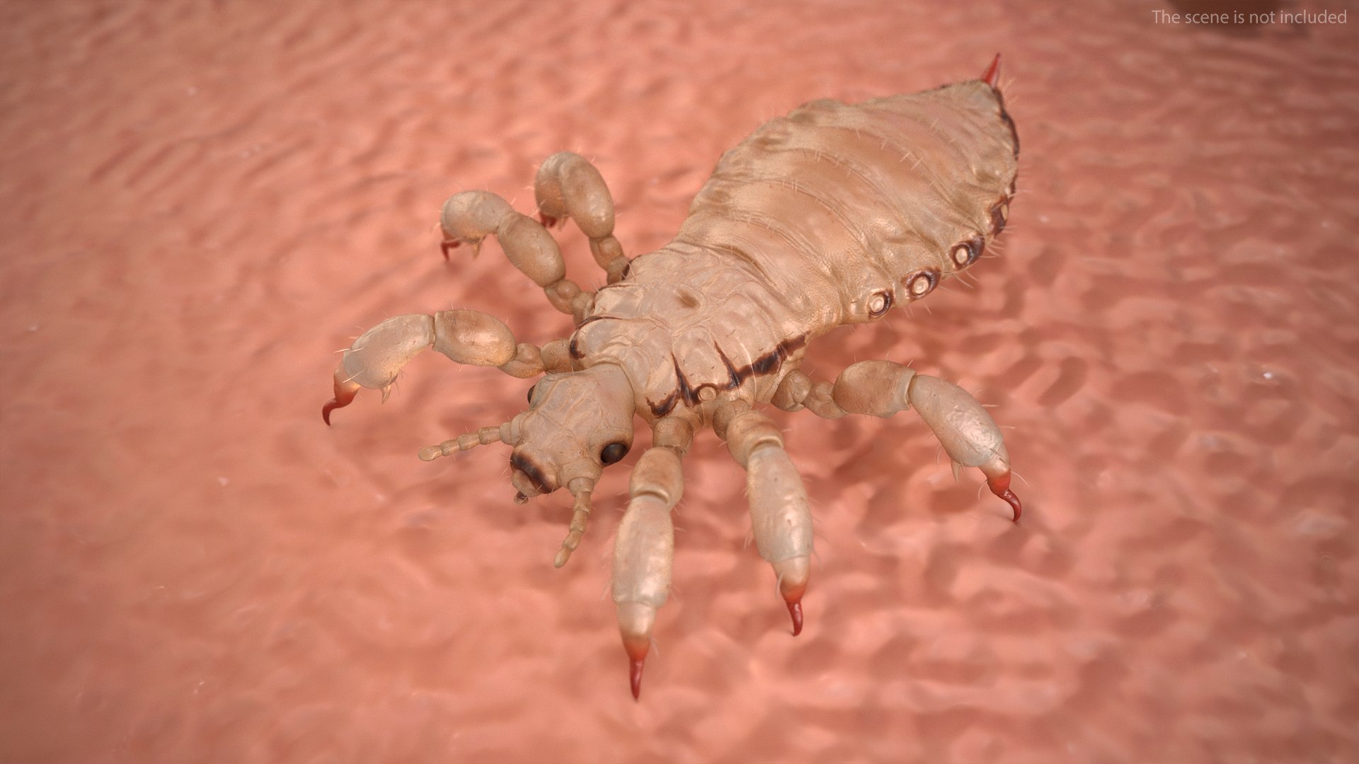 3D Louse White Hiding Pose Model - TurboSquid 2386294
