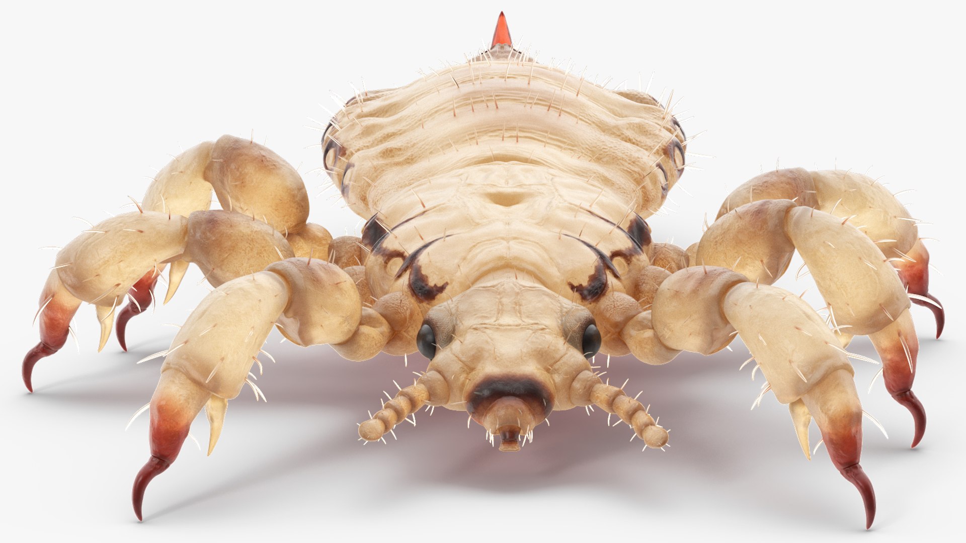 3D Louse White Hiding Pose Model - TurboSquid 2386294