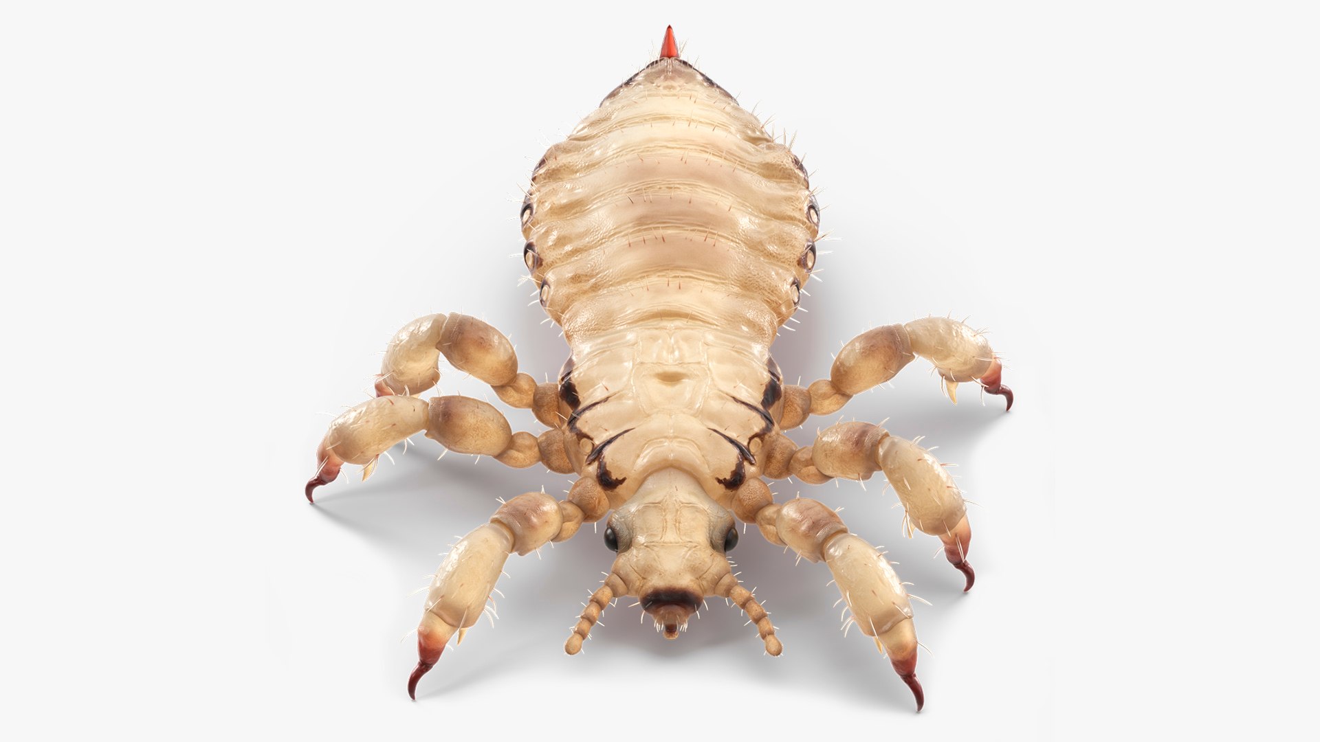3D Louse White Hiding Pose Model - TurboSquid 2386294
