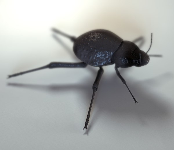 maya beetle stenocara