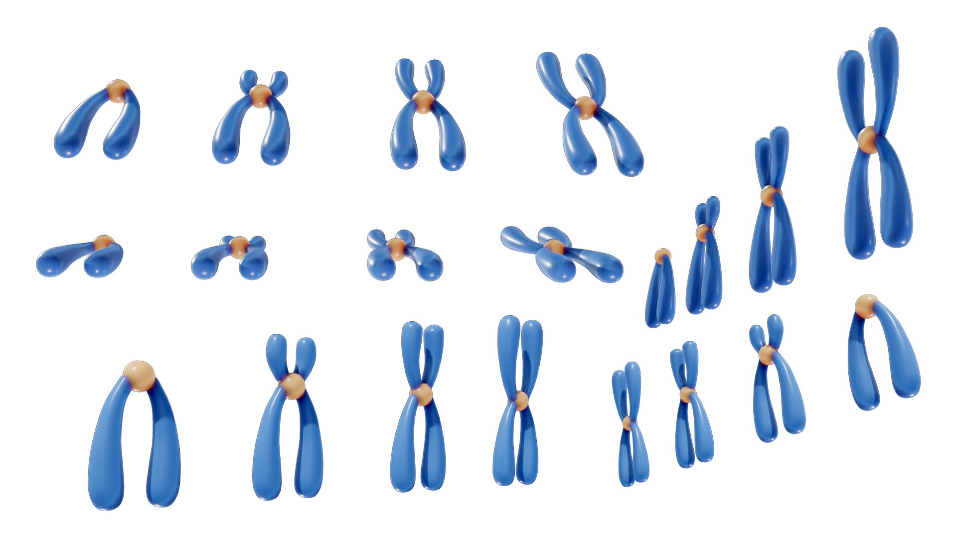 Types Of Chromosomes 3D - TurboSquid 2149633