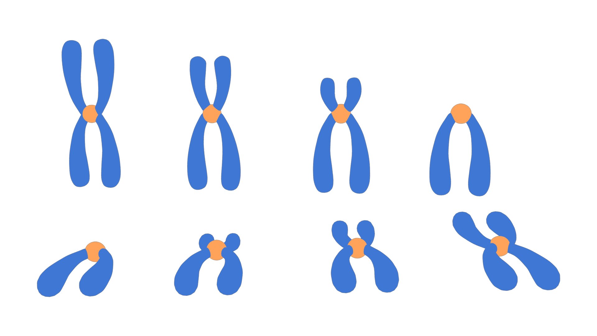 Types Of Chromosomes 3D - TurboSquid 2149633