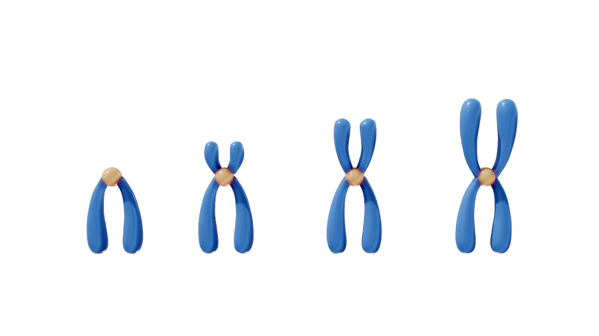 Types Of Chromosomes 3D - TurboSquid 2149633