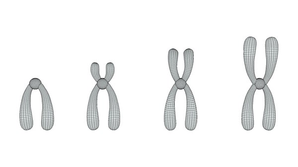 modelo 3d Tipos de cromosomas - TurboSquid 2149633
