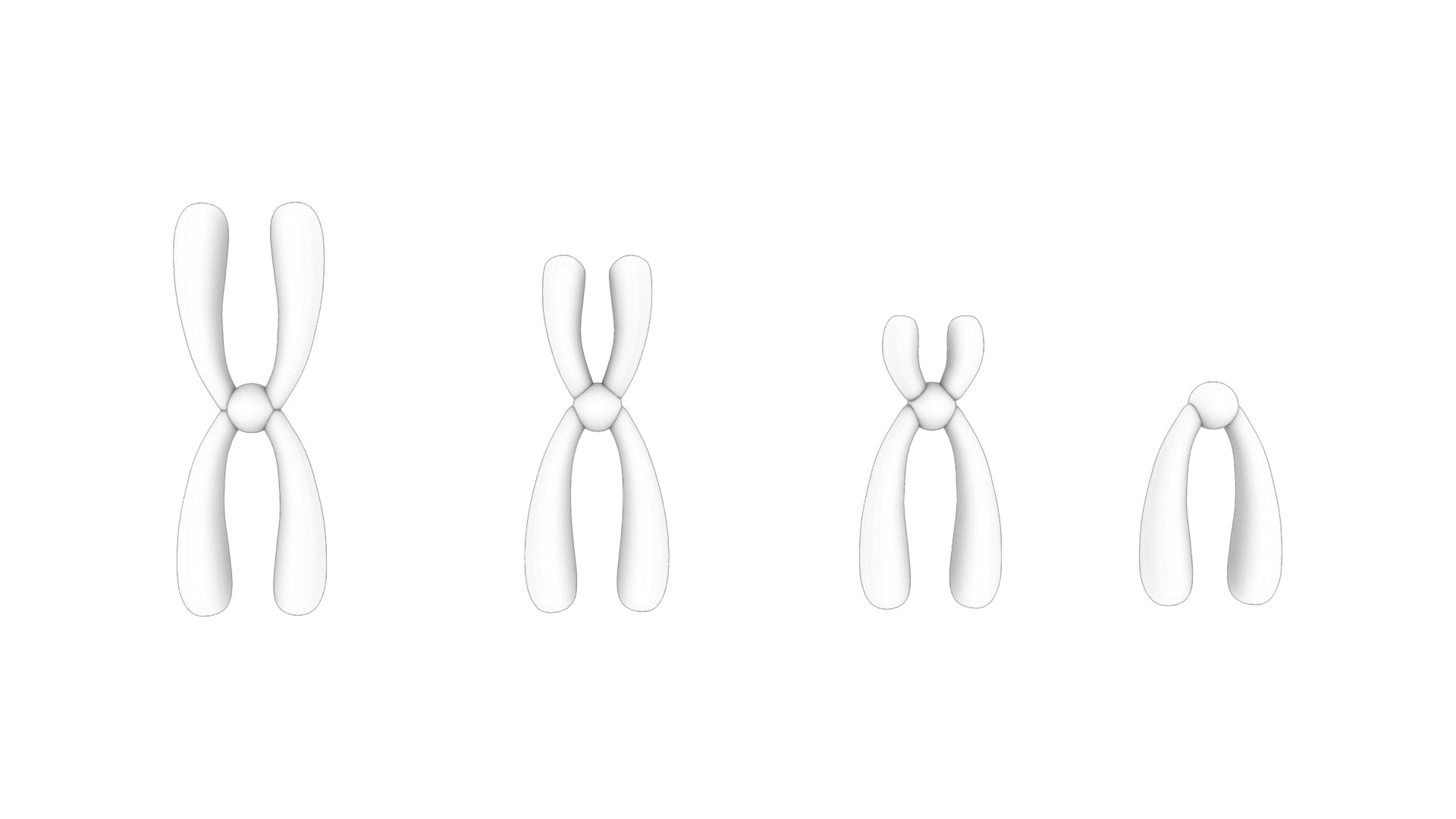 Types Of Chromosomes 3D - TurboSquid 2149633