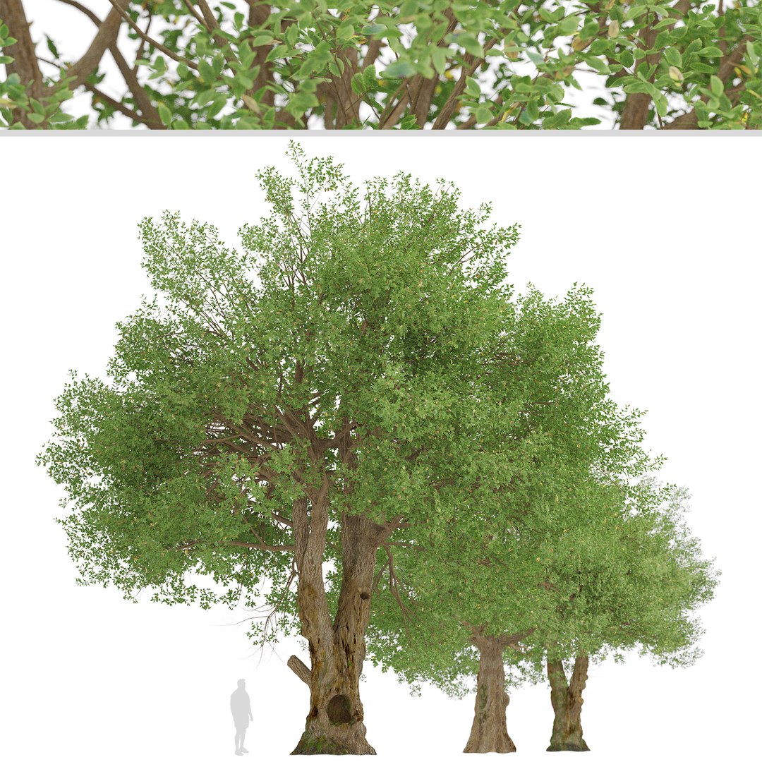 Set of Field Elm or Ulmus minor Trees - 2 Trees 3D model - TurboSquid ...