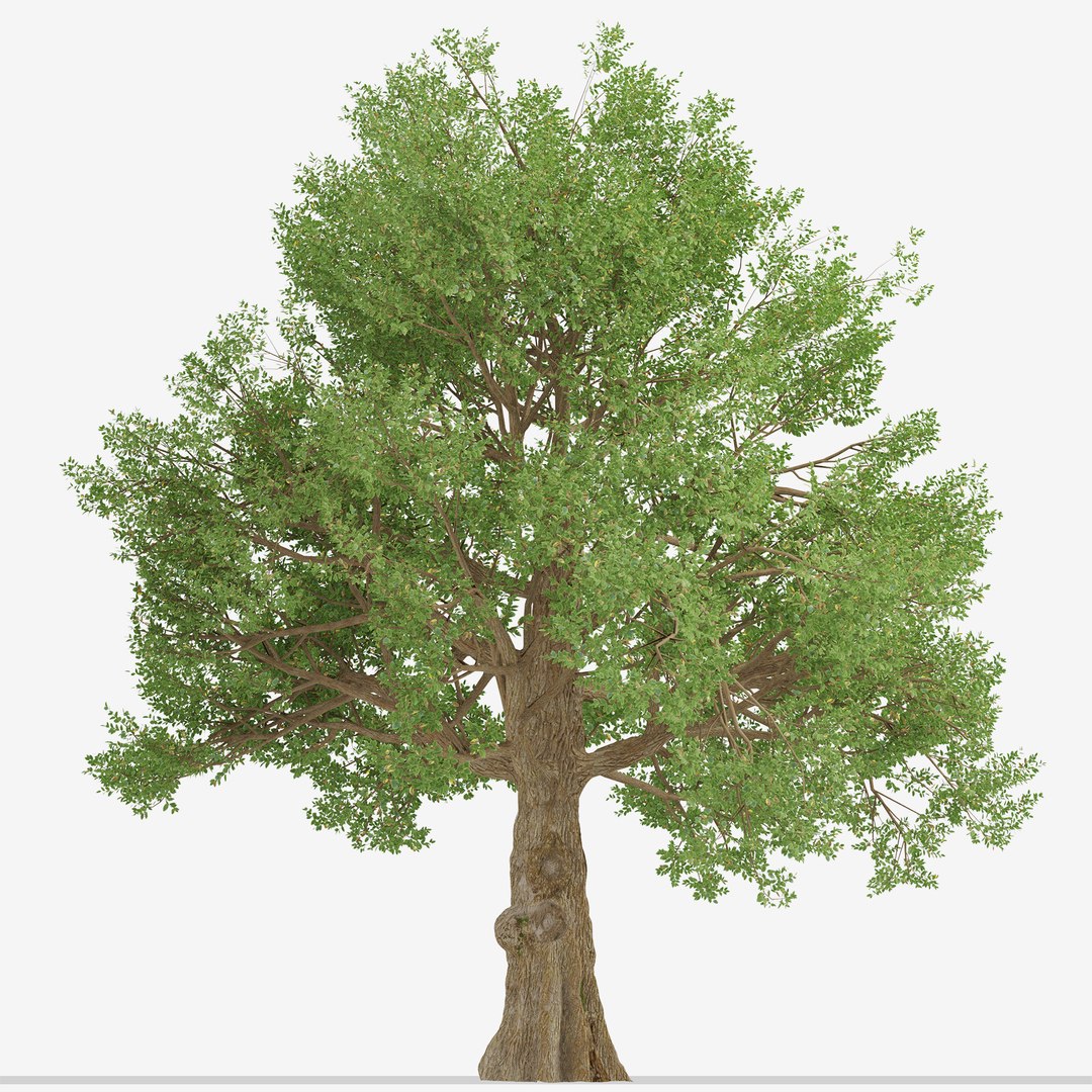 Set of Field Elm or Ulmus minor Trees - 2 Trees 3D model - TurboSquid ...