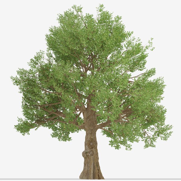 modelo 3d Set of Field Elm or Ulmus minor Trees - 2 Trees - TurboSquid ...