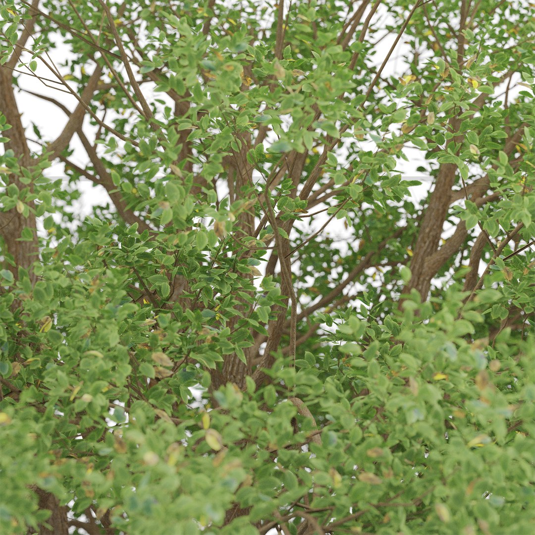 Set of Field Elm or Ulmus minor Trees - 2 Trees 3D model - TurboSquid ...