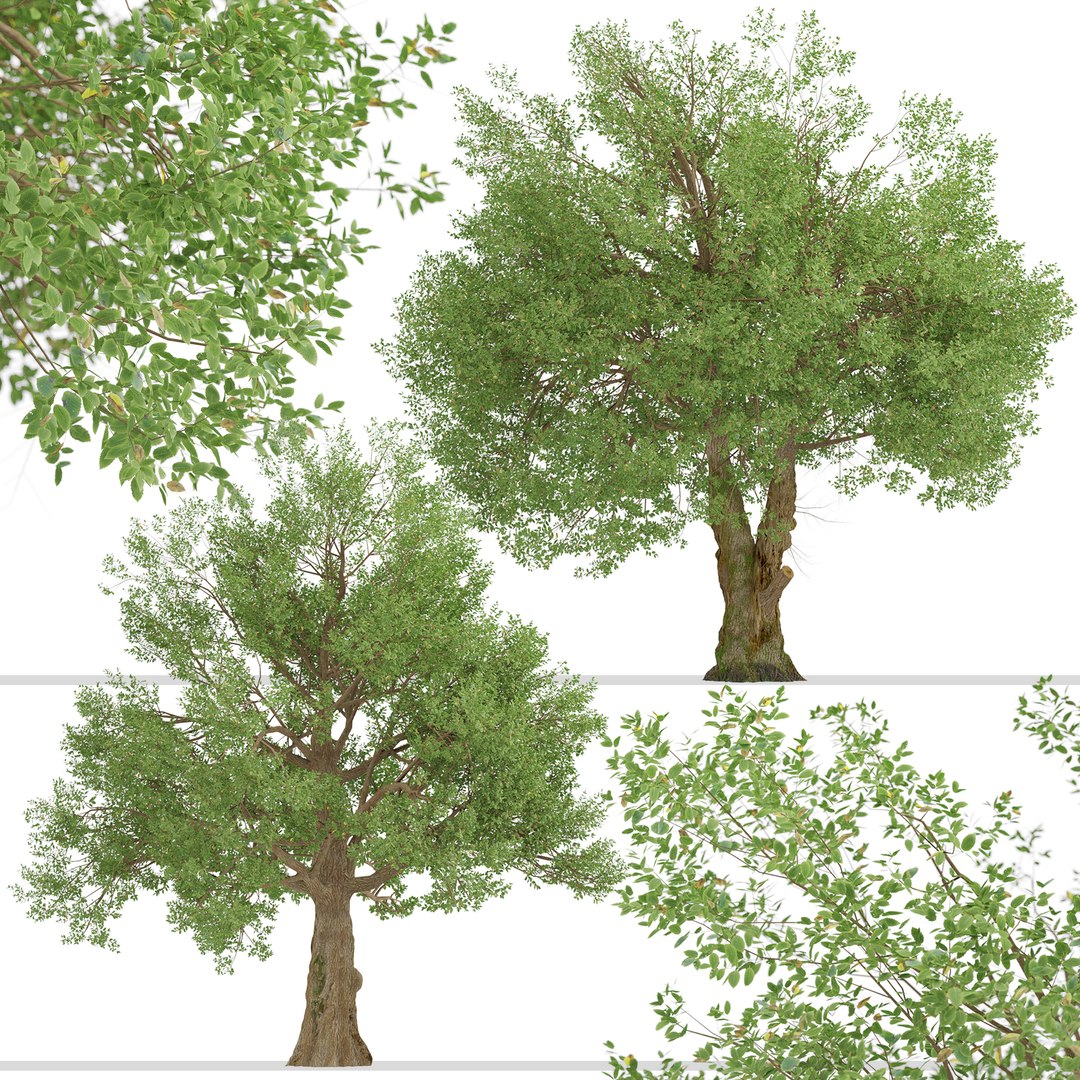 Set of Field Elm or Ulmus minor Trees - 2 Trees 3D model - TurboSquid ...
