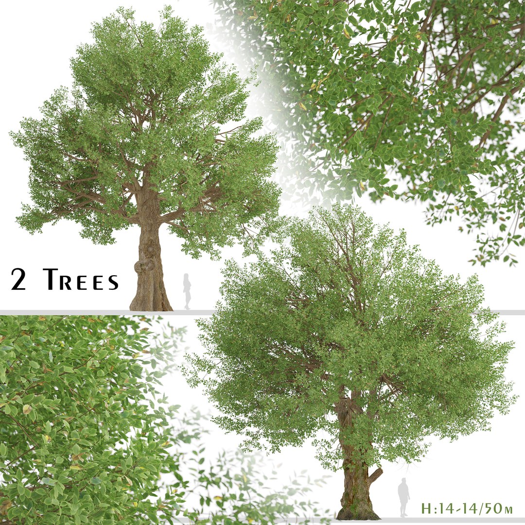 Set of Field Elm or Ulmus minor Trees - 2 Trees 3D model - TurboSquid ...