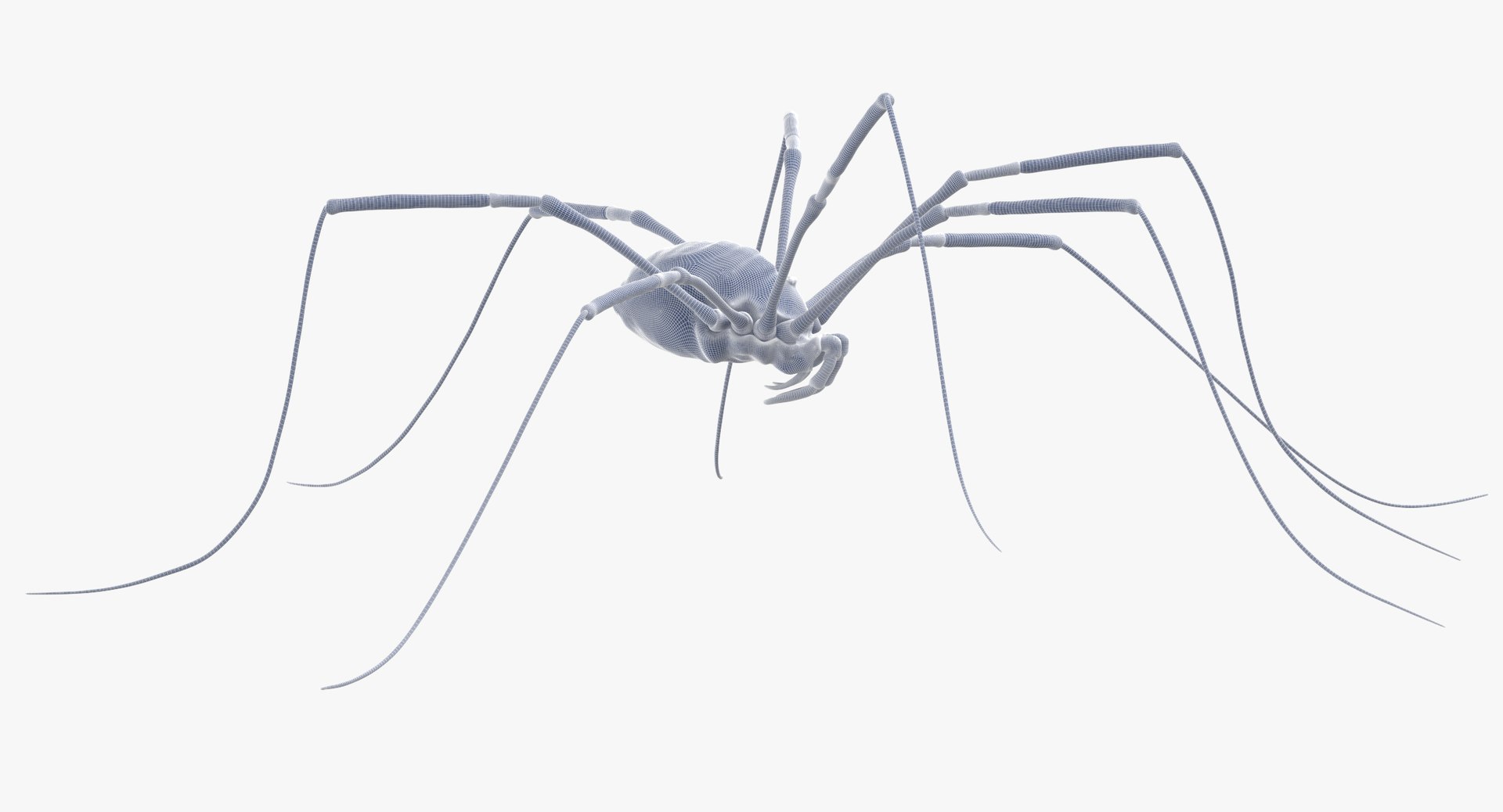 Daddy Long Legs Poses 3D Model - TurboSquid 1399524