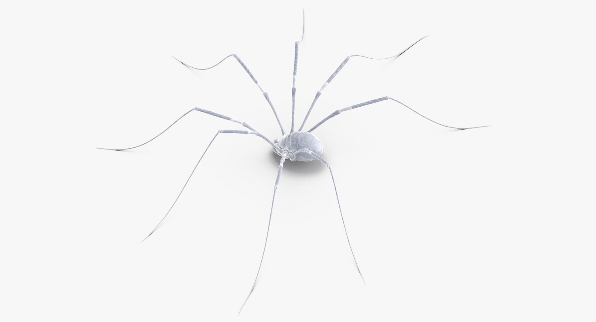 Daddy Long Legs Poses 3D Model - TurboSquid 1399524