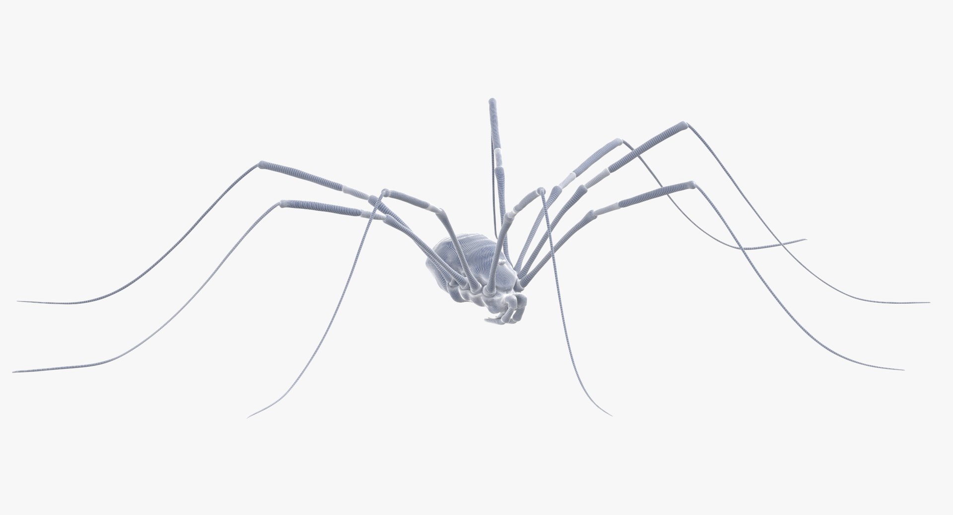 Daddy Long Legs Poses 3D Model - TurboSquid 1399524