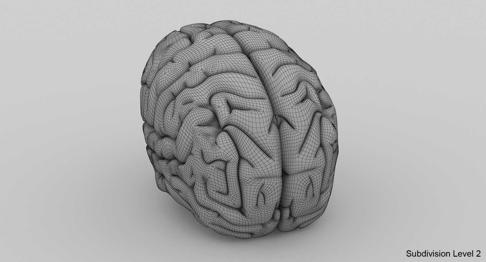 Human Brain 3ds