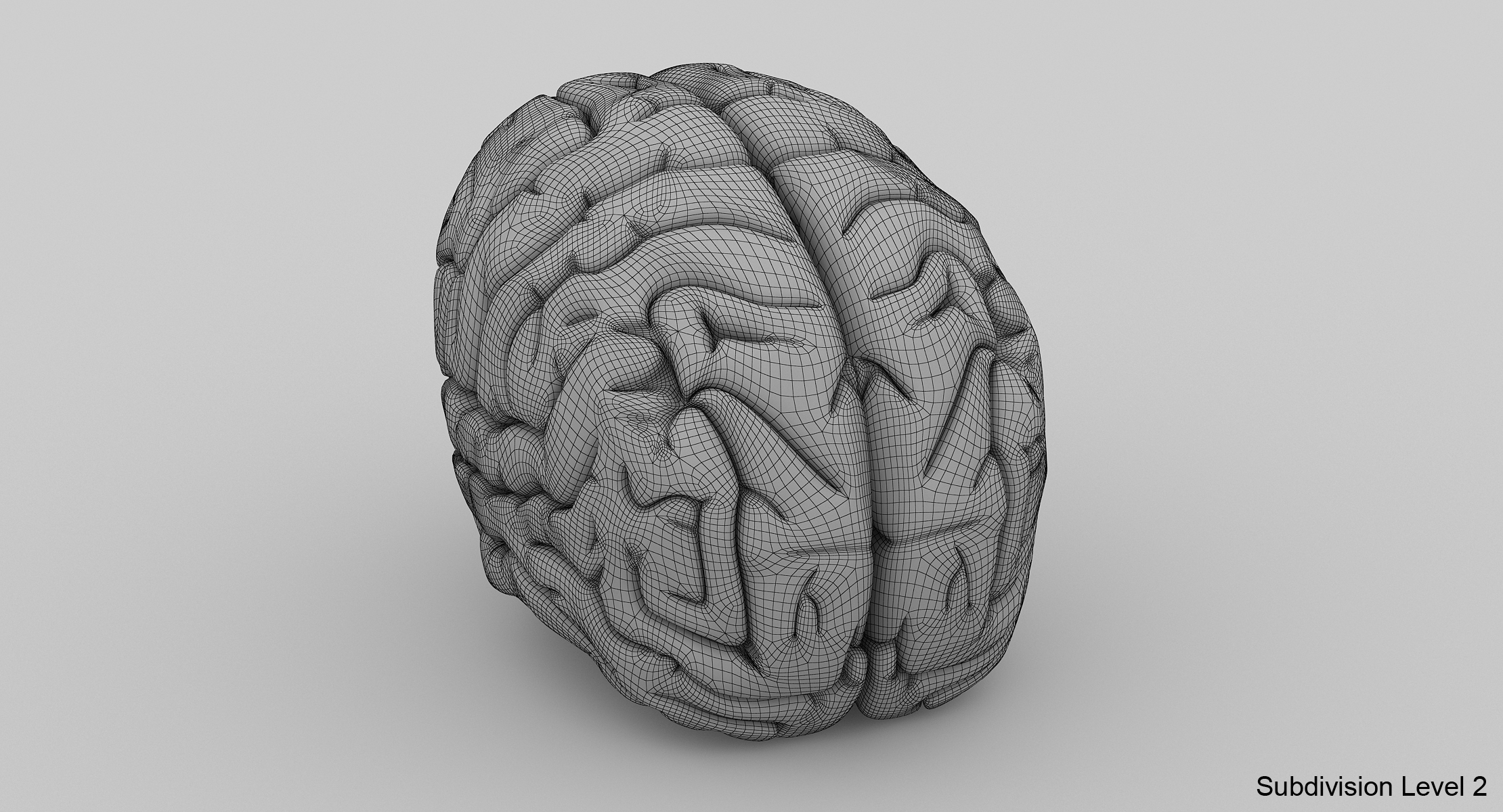 human brain 3ds
