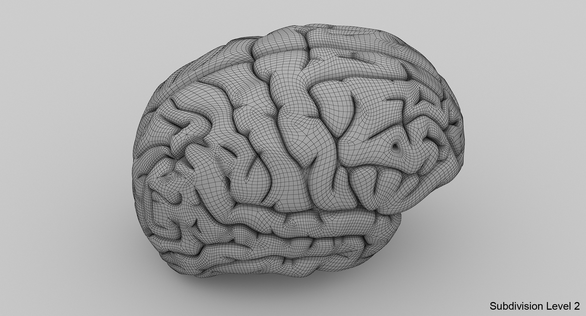 human brain 3ds