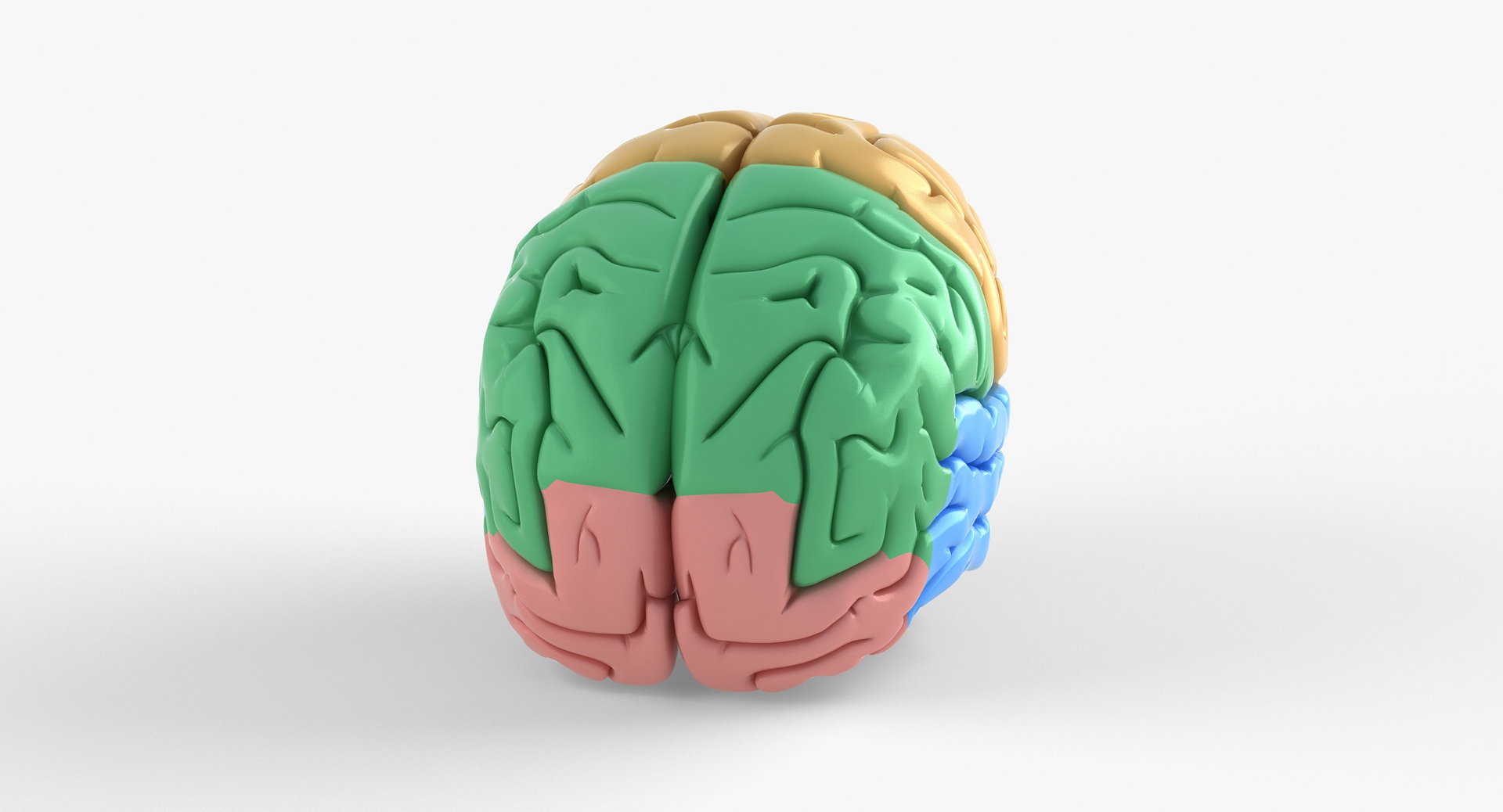 human brain 3ds