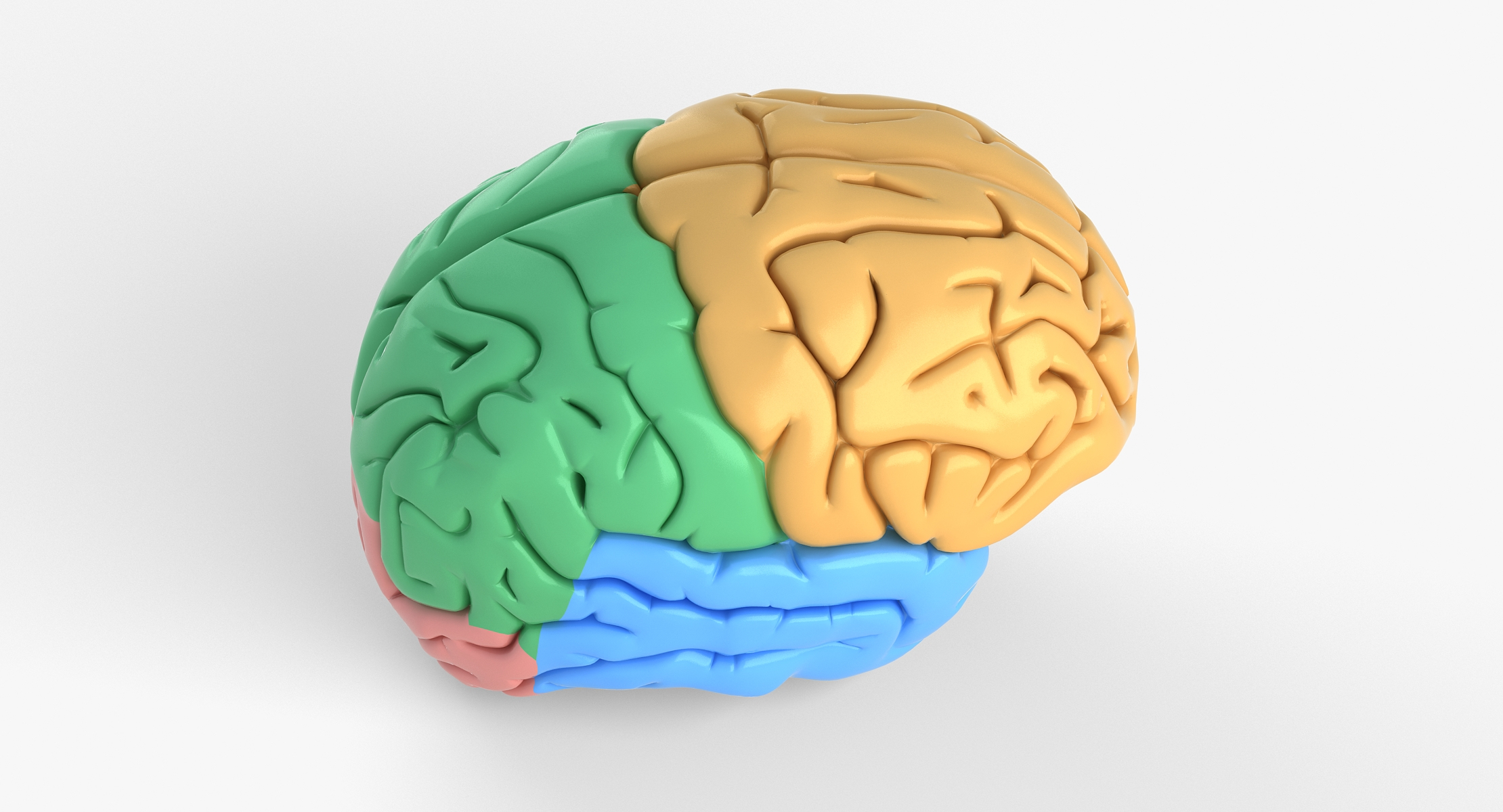 human brain 3ds