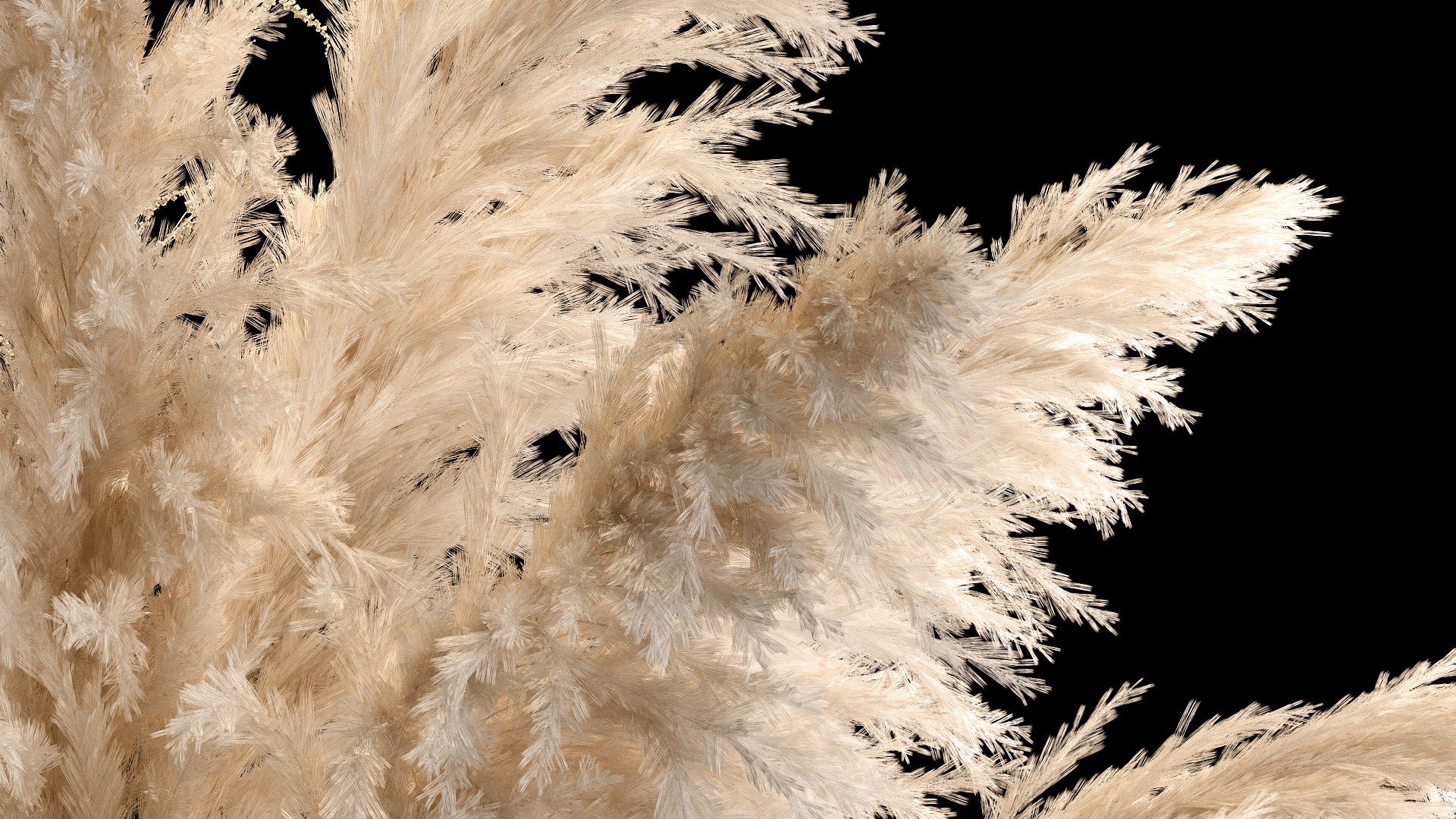 Bouquet Of Pampas Grass In A Vase Dried Flowers 3D - TurboSquid 1893989