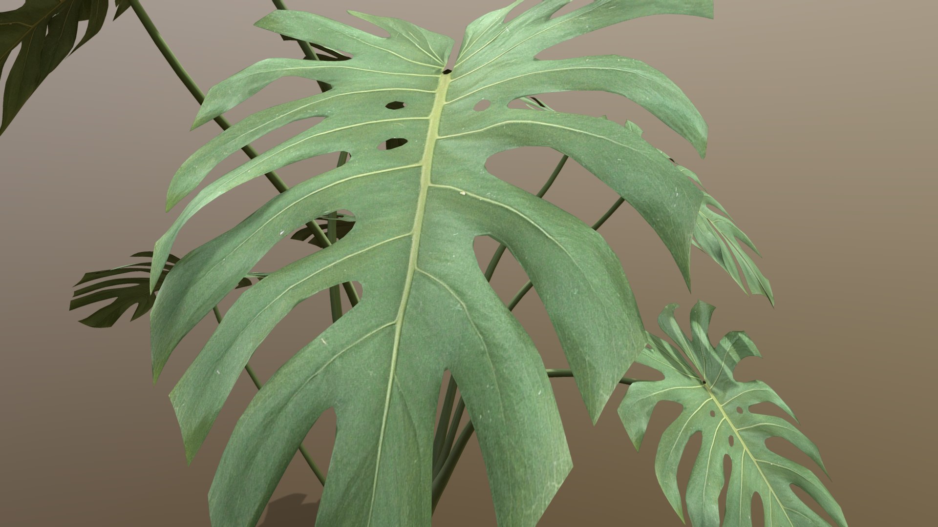 Monstera Deliciosa 3D model - TurboSquid 2065932