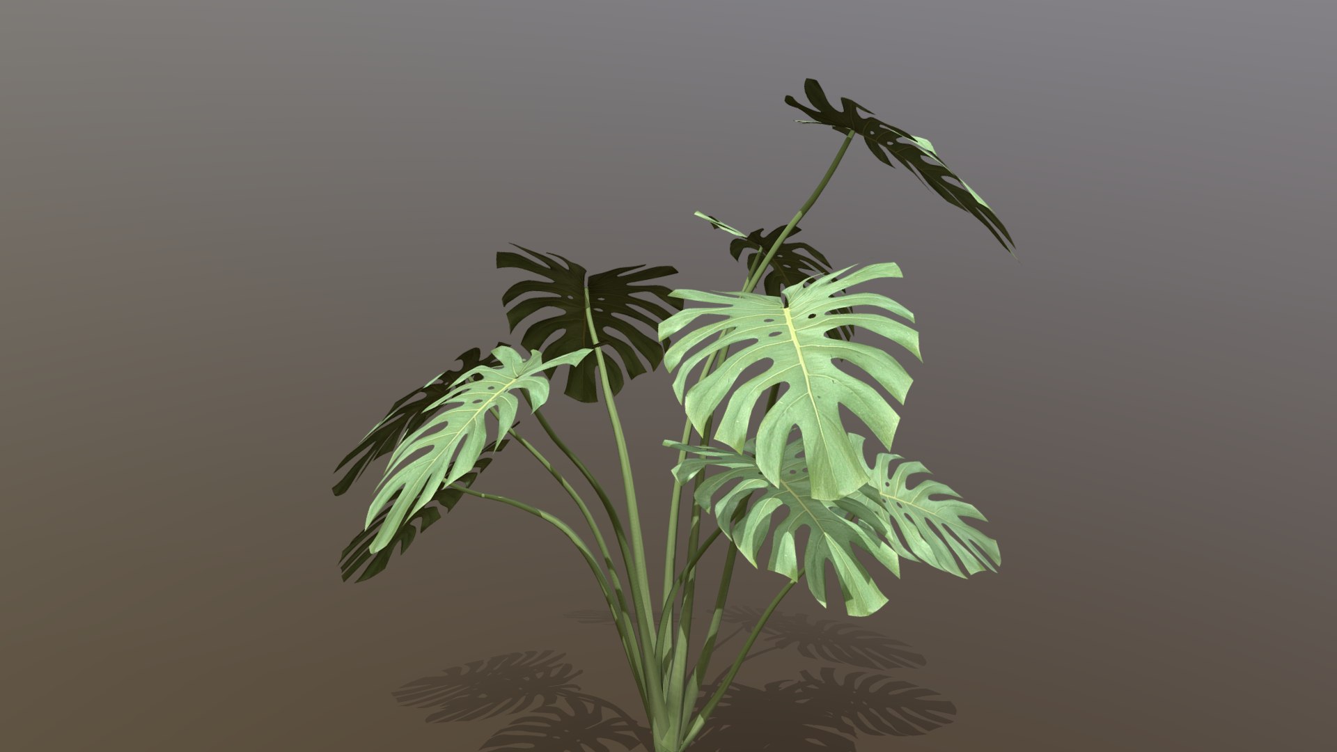 Monstera Deliciosa 3D model - TurboSquid 2065932