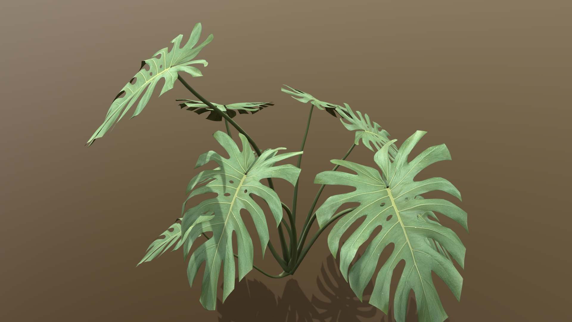 Monstera Deliciosa 3D model - TurboSquid 2065932