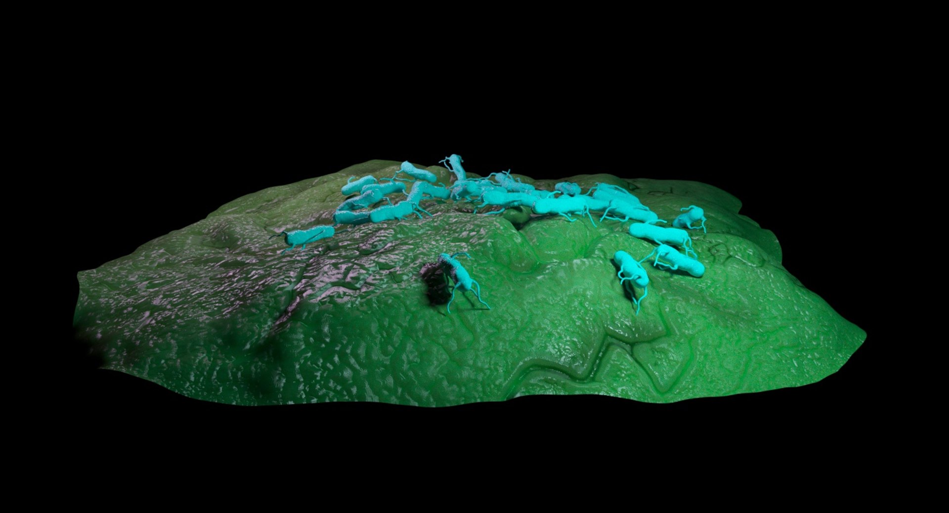 Salmonella 3D Model - TurboSquid 1322275