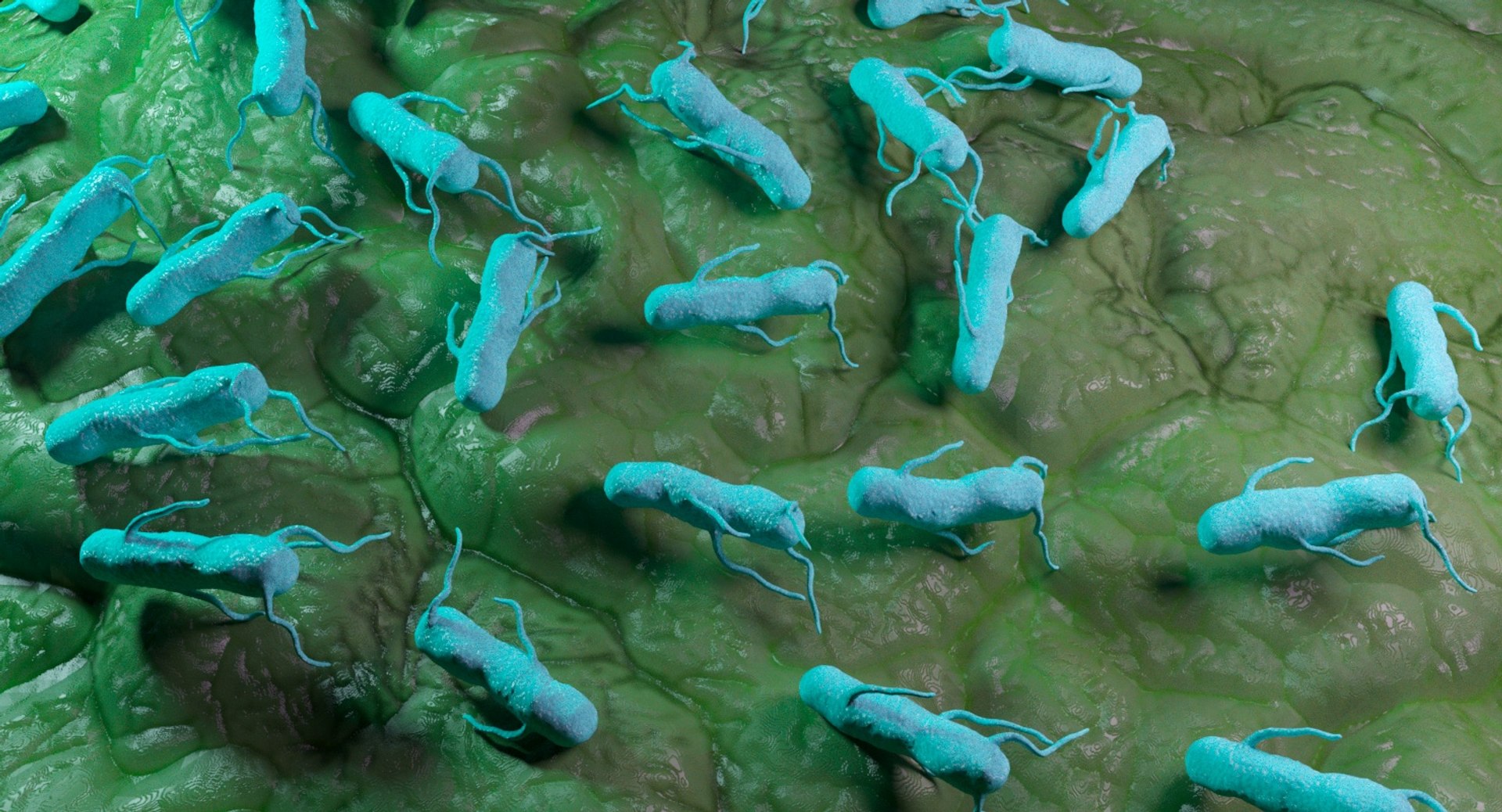 Salmonella 3D Model - TurboSquid 1322275