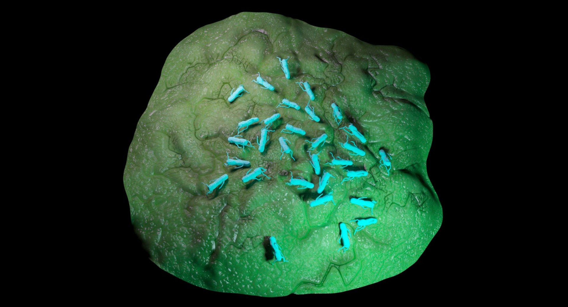 Salmonella 3D Model - TurboSquid 1322275