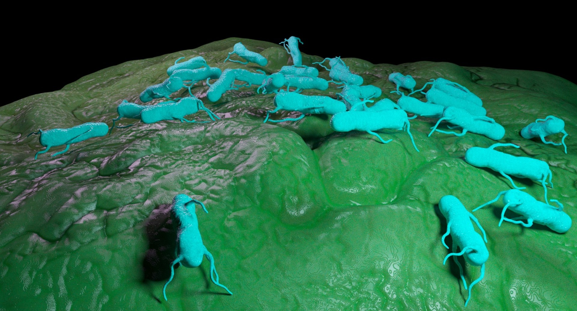 Salmonella 3D Model - TurboSquid 1322275