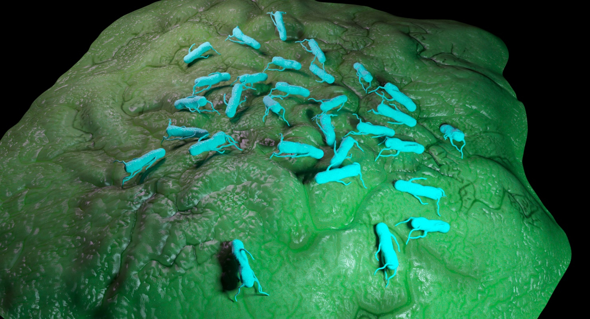 Salmonella 3D Model - TurboSquid 1322275