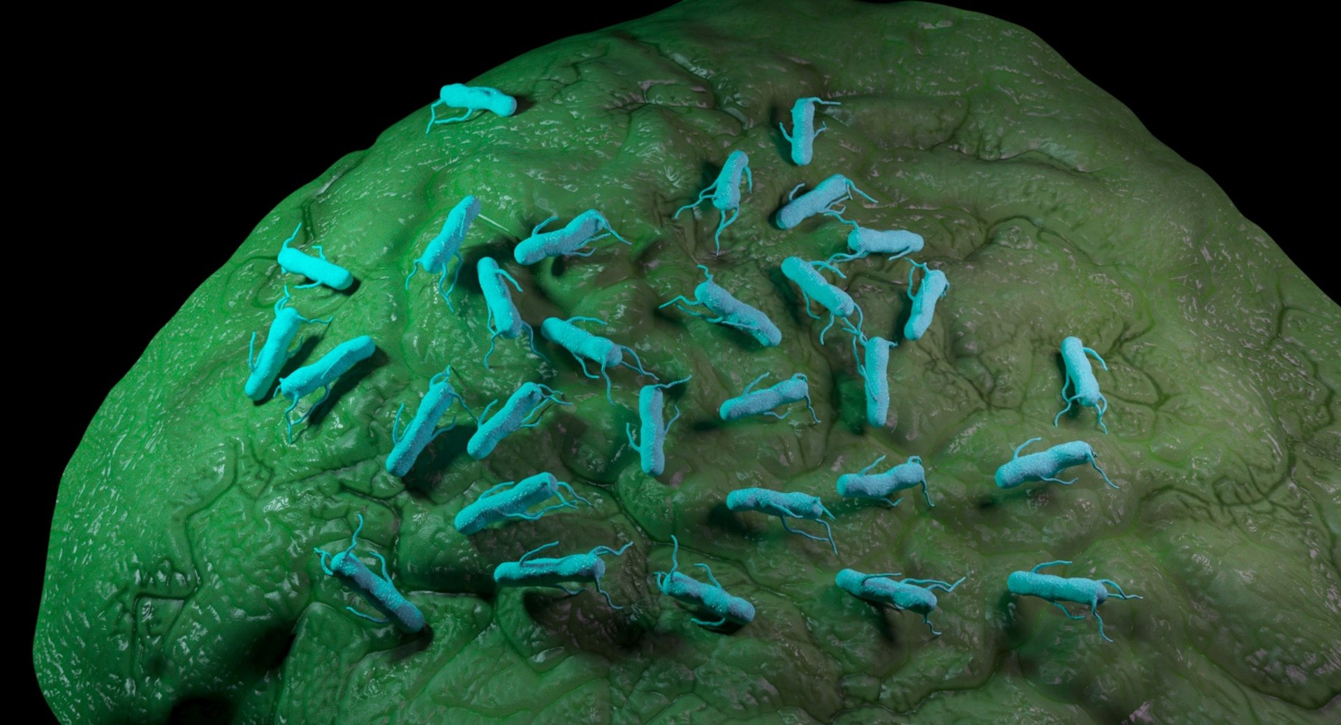 Salmonella 3D Model - TurboSquid 1322275