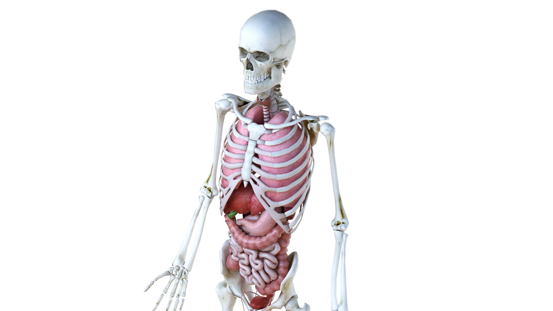 Male body skeleton organs 3D model - TurboSquid 1523498
