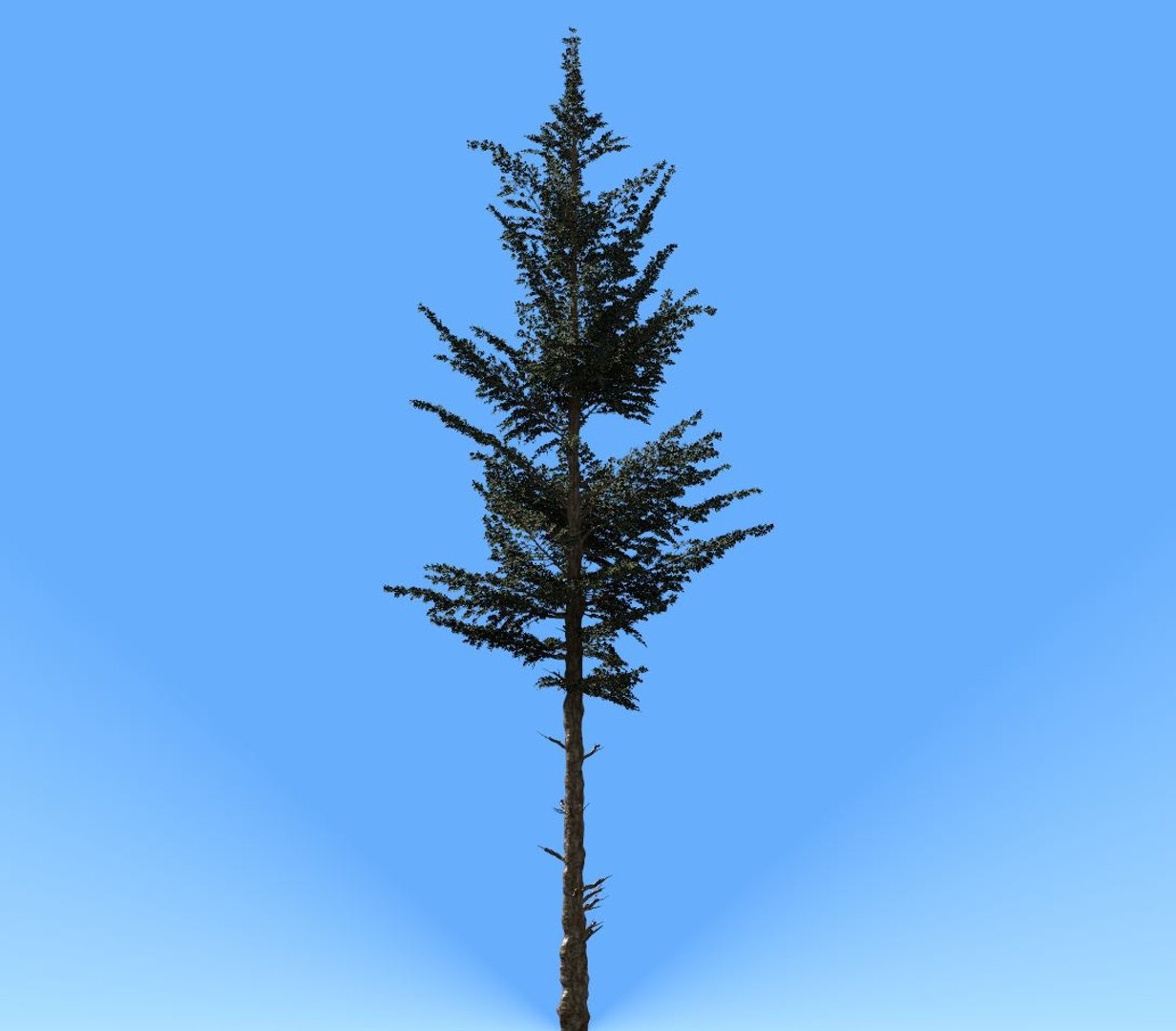 3D Model Conifer Tree 001 - TurboSquid 1643258