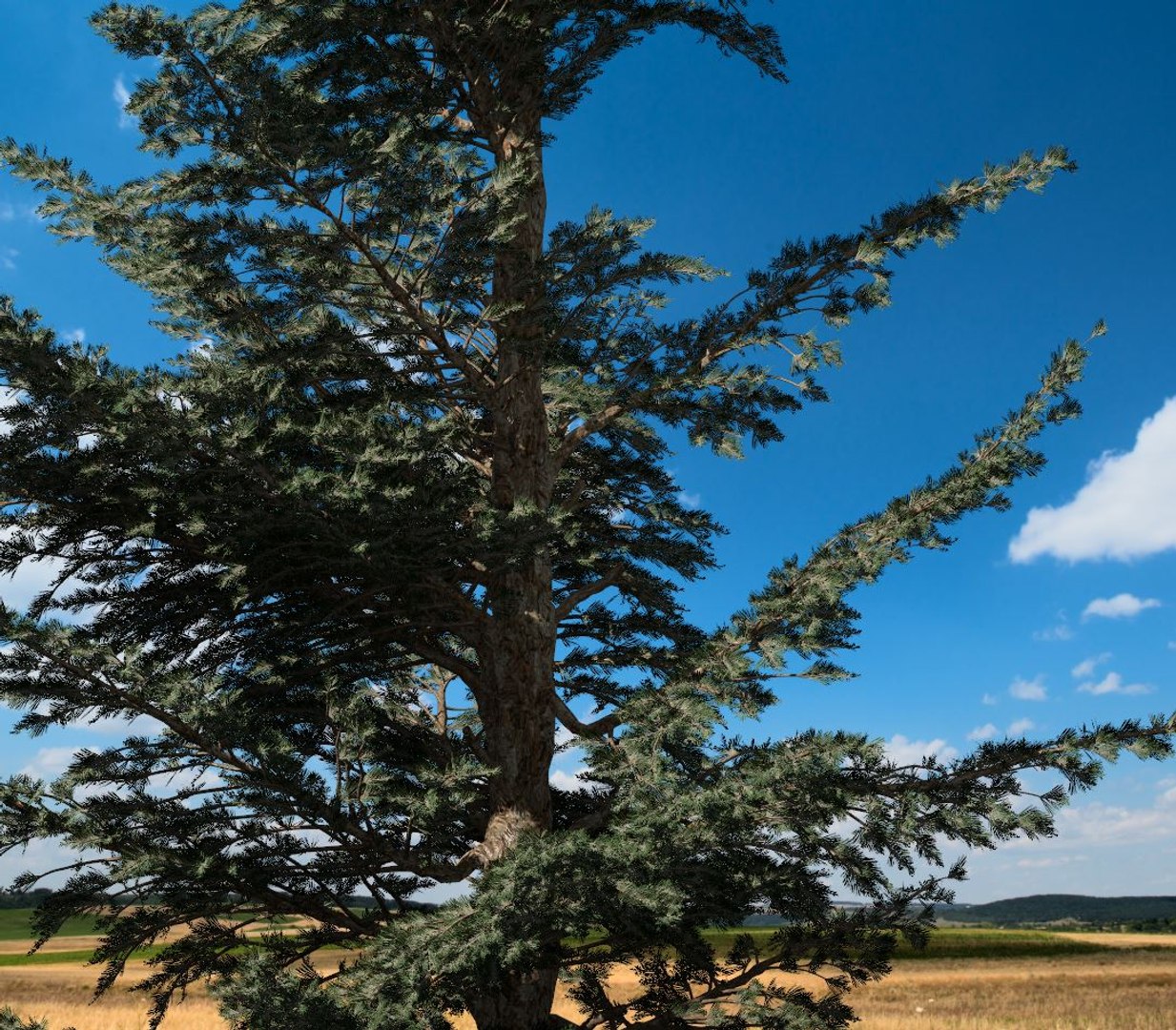 3D Model Conifer Tree 001 - TurboSquid 1643258