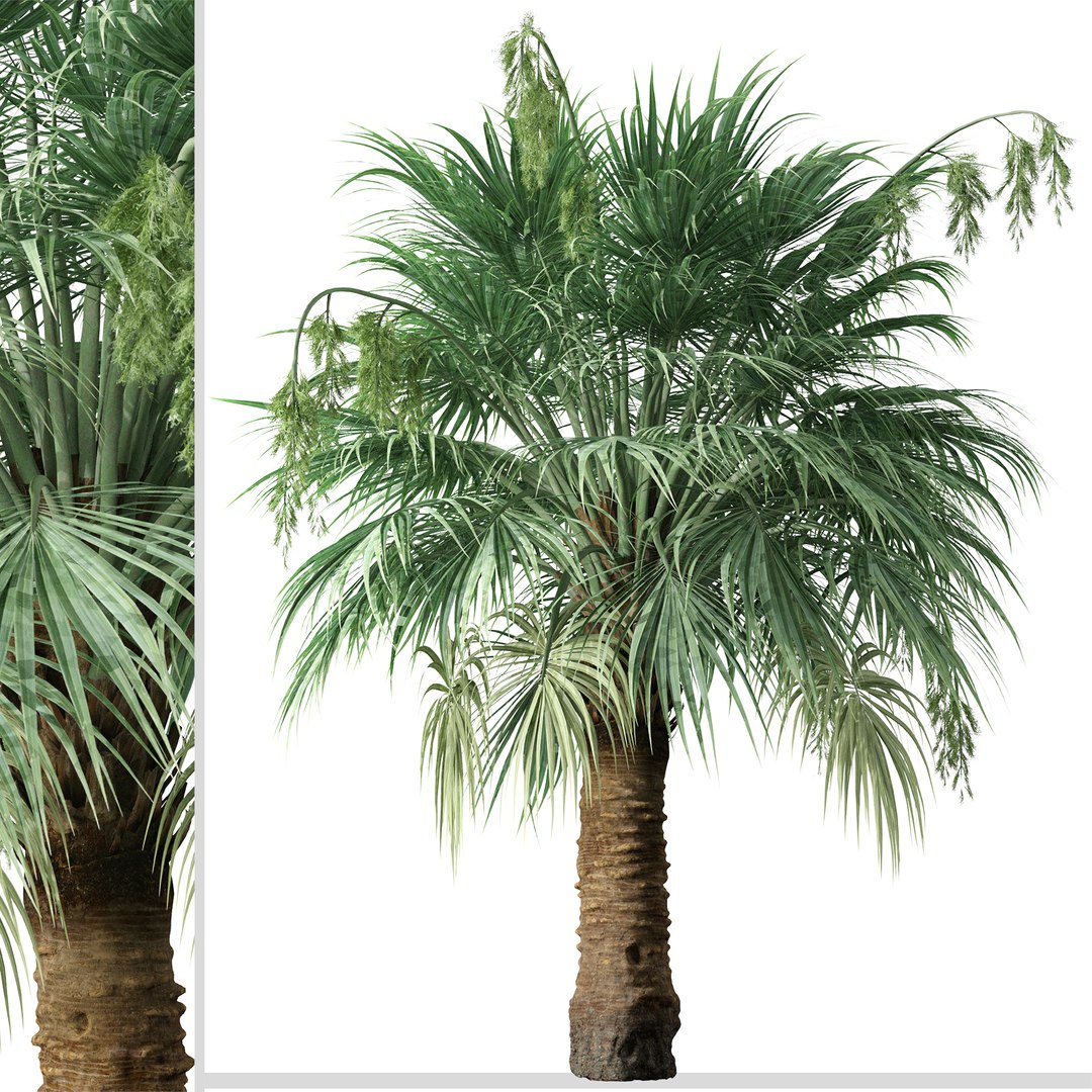 Set Of Blue Hesper Palm Or Brahea Armata Tree - 2 Trees Model ...