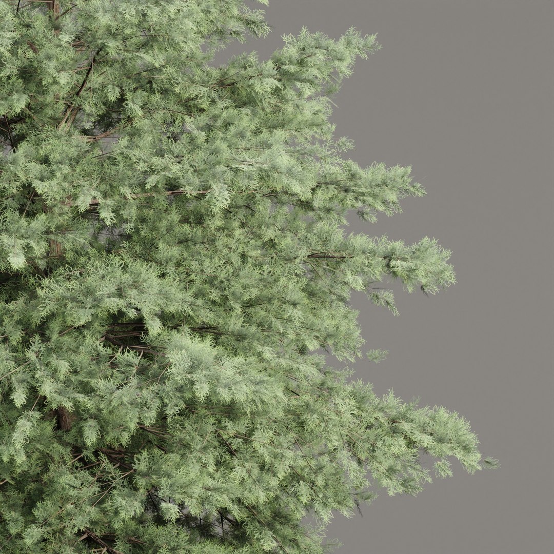 3D Model Conifer Trees Vol 78-3dmodel - TurboSquid 2233706