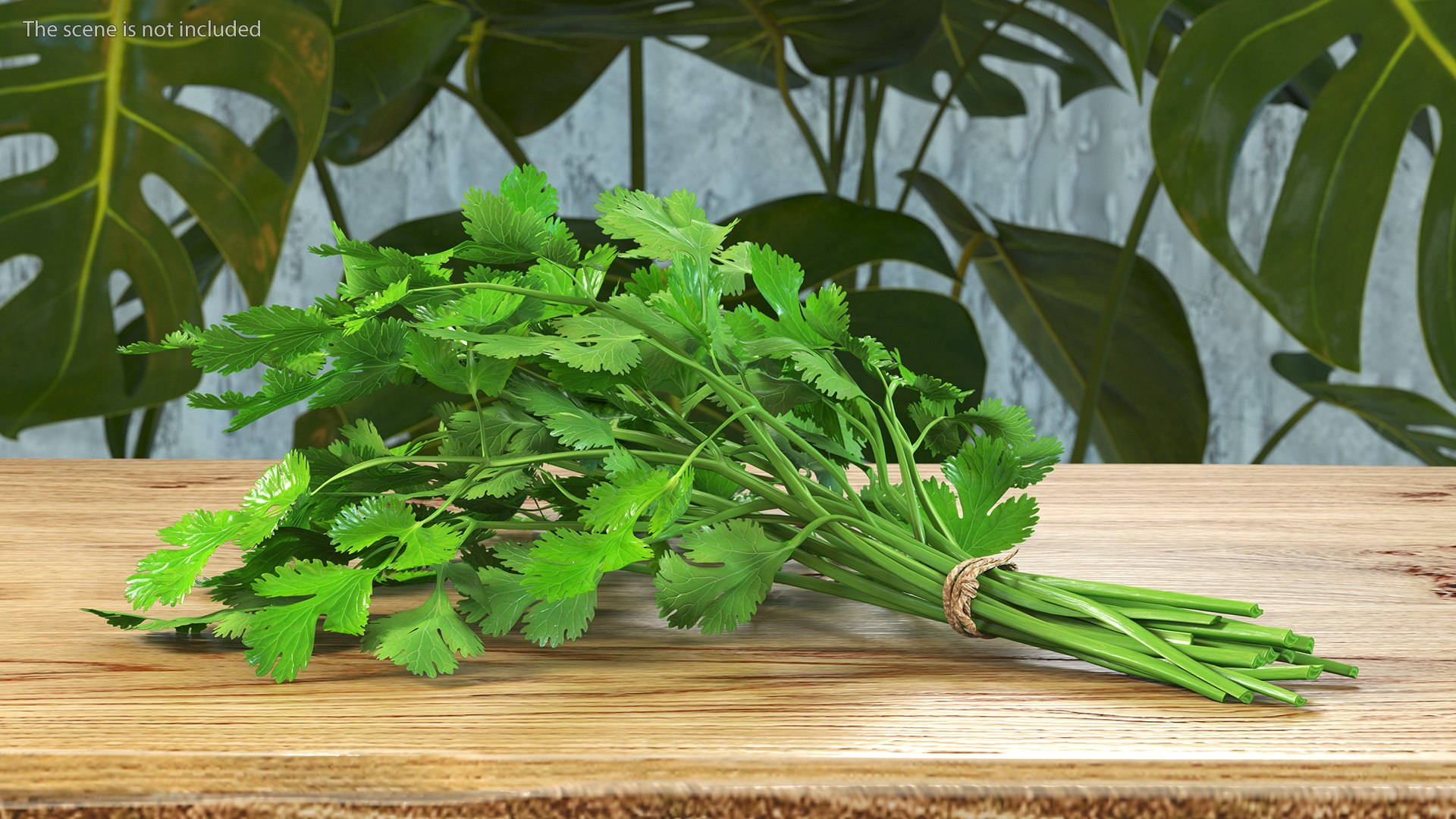Cilantro Bunch With Rope 3D Model - TurboSquid 1881137