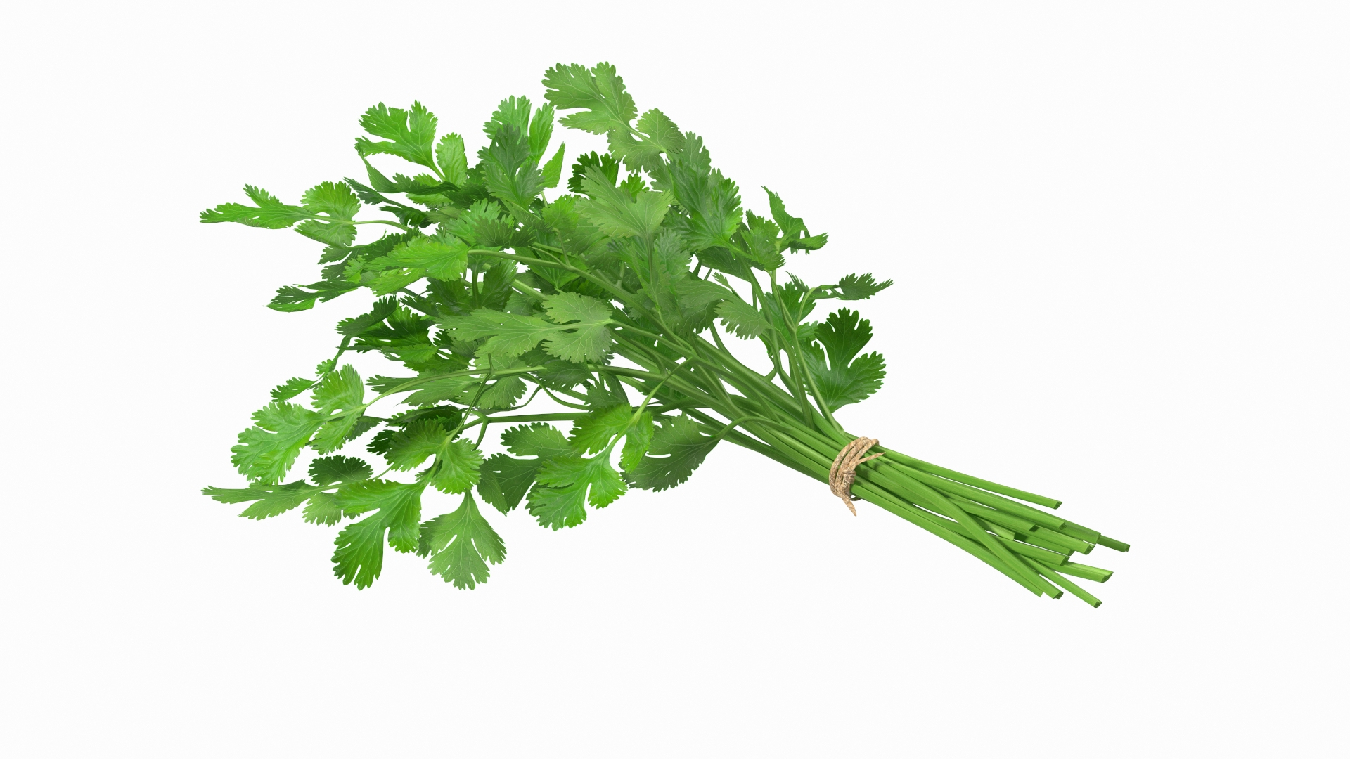 Cilantro Bunch With Rope 3D Model - TurboSquid 1881137