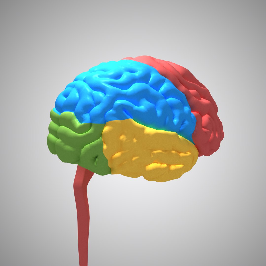 Human Cerebrum 3D Model - TurboSquid 1232170