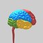 Human Cerebrum 3D Model - TurboSquid 1232170