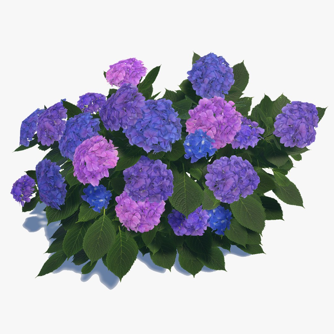 3D Hydrangea bush model - TurboSquid 2052355