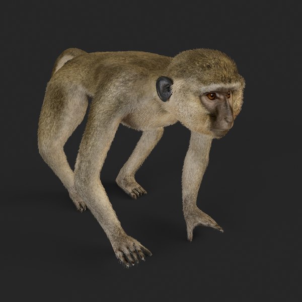 3D Monkey Models | TurboSquid