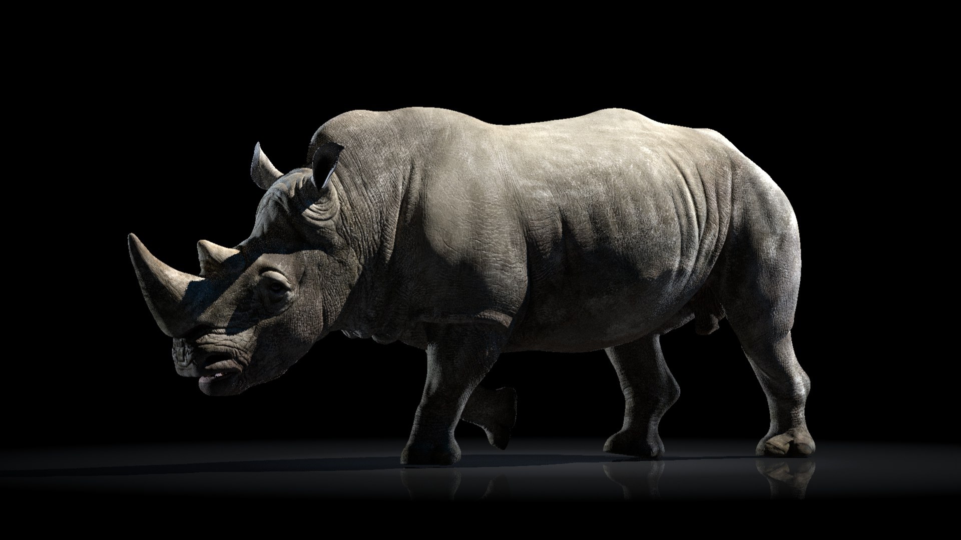 Big White Rhino 3D Model - TurboSquid 1737306