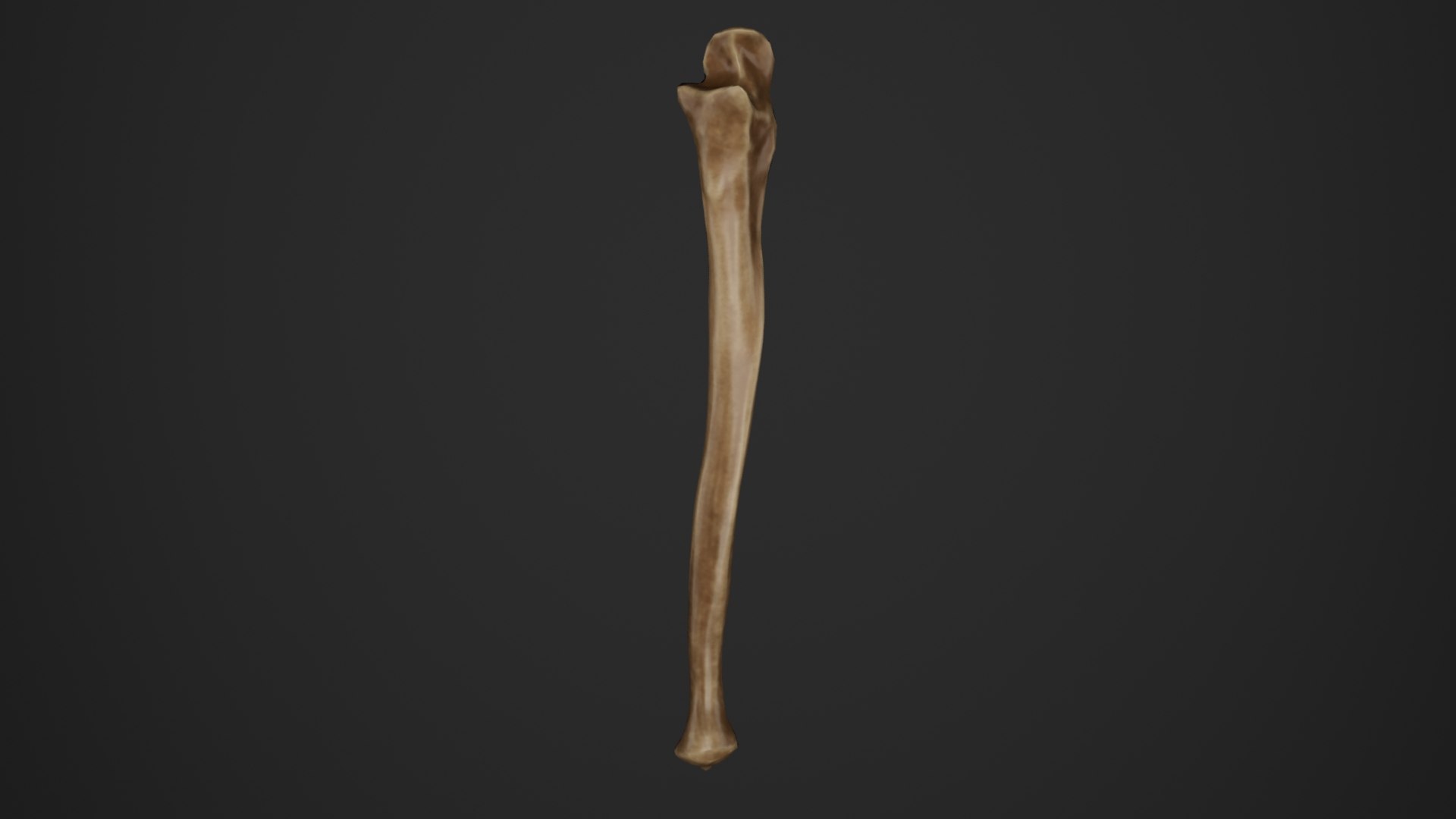 Human Anatomy-Skeletal System-Ulna Bone Model - TurboSquid 2216889